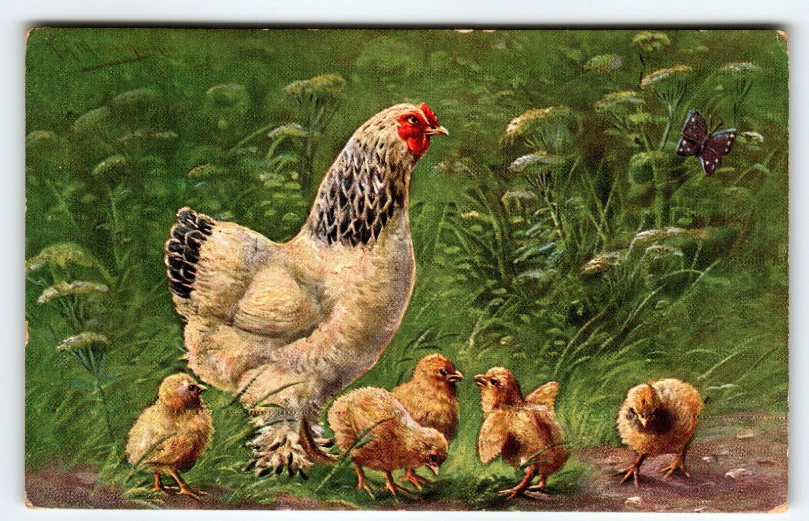 Hen Chicken Baby Chicks Butterfly Muller Germany Farm Rustic Animals ...