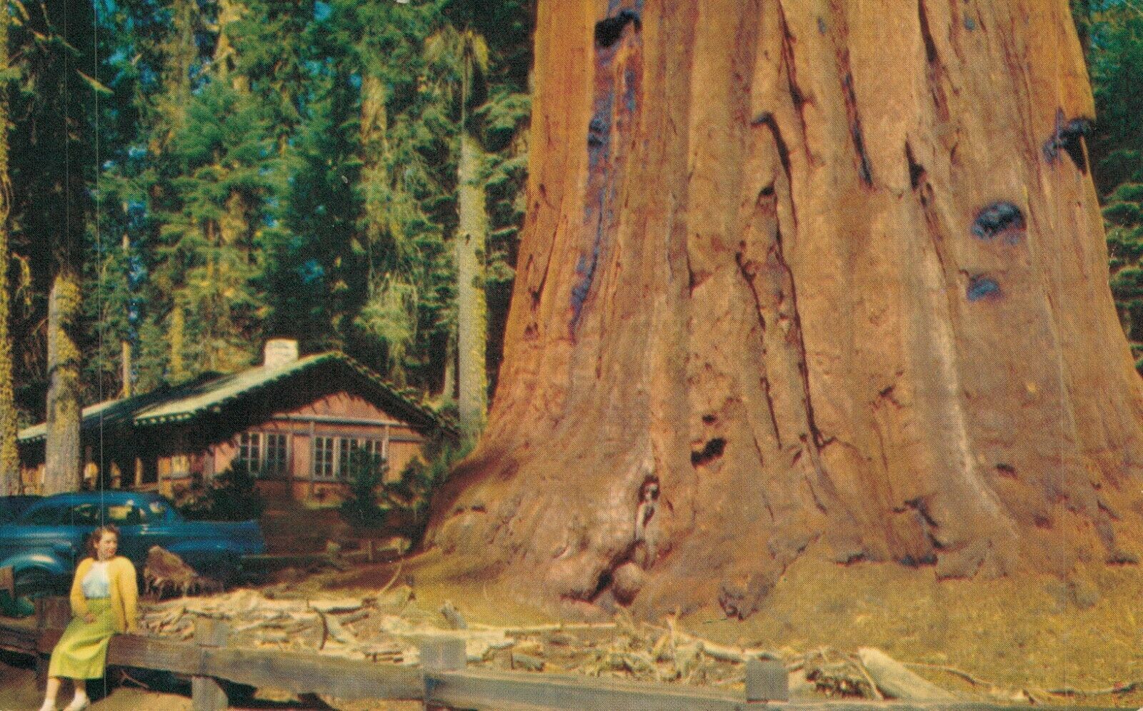 USA Uncle Ned Tree Giant Forest Ranger Station Sequoia National Park 08 ...