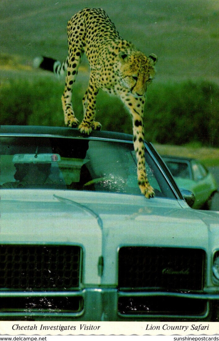 Texas Grand Prairie Lion Country Safari Cheetah Investigates Visitor ...