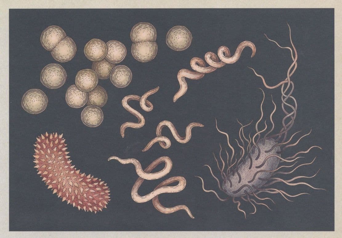 Types Of Bacteria Coccus Bacillus Trichinella Spiralis Science Postcard ...