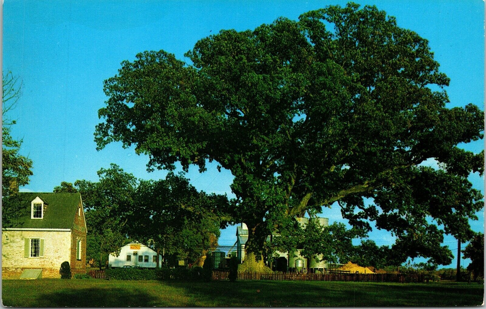 Wye Oak Schoolhouse Mills Maryland MD State Tree Postcard VTG UNP ...