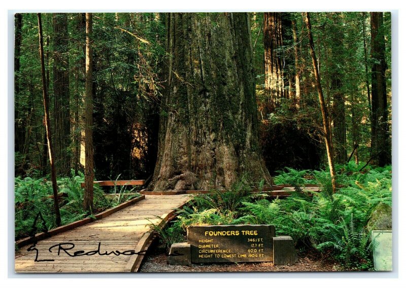 Postcard The Founders Tree 365 ft Giant Redwood, CA Z1 42436000018 ...