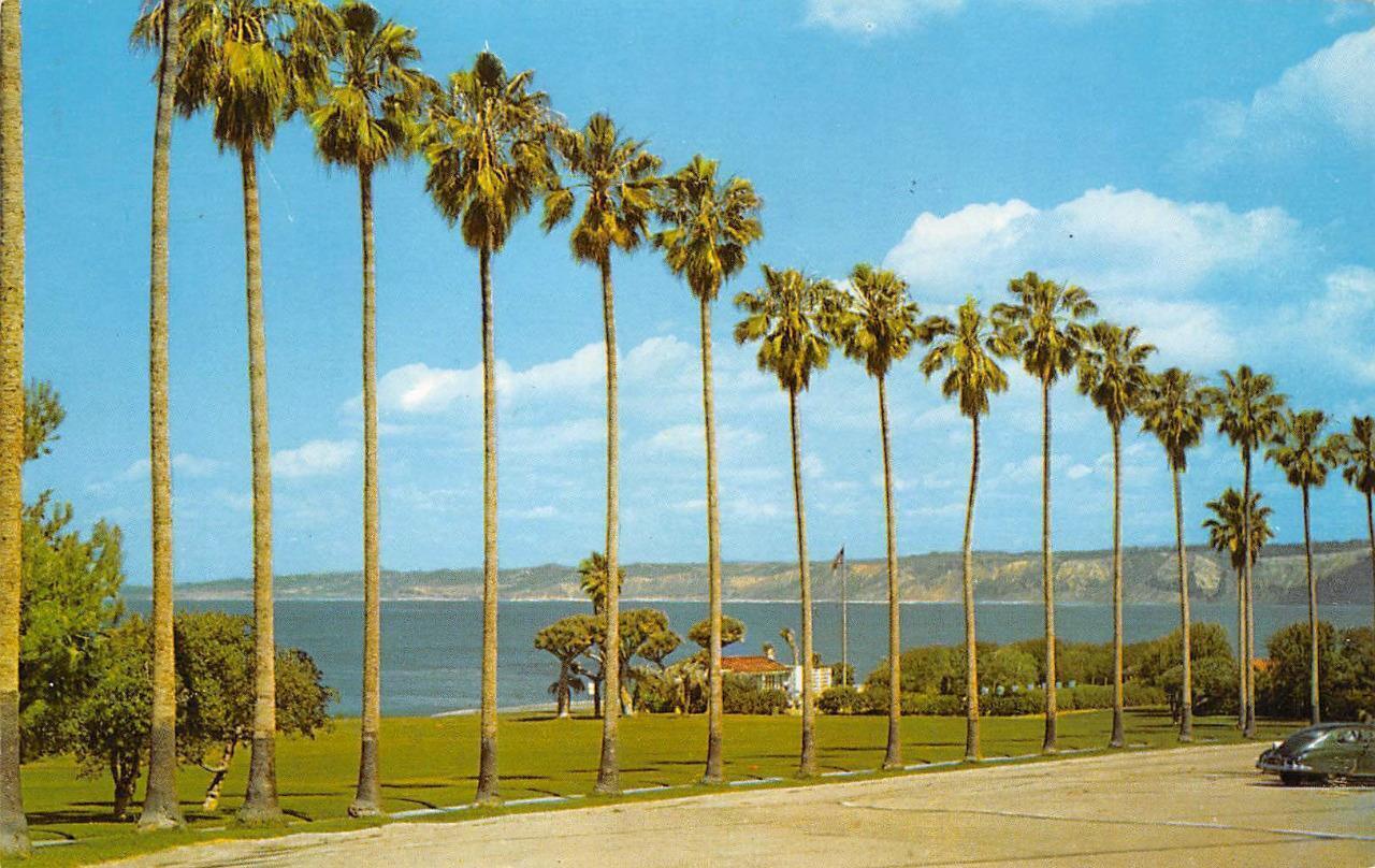 LA JOLLA COVE PARK San Diego, California Palm Trees 1964 Vintage ...