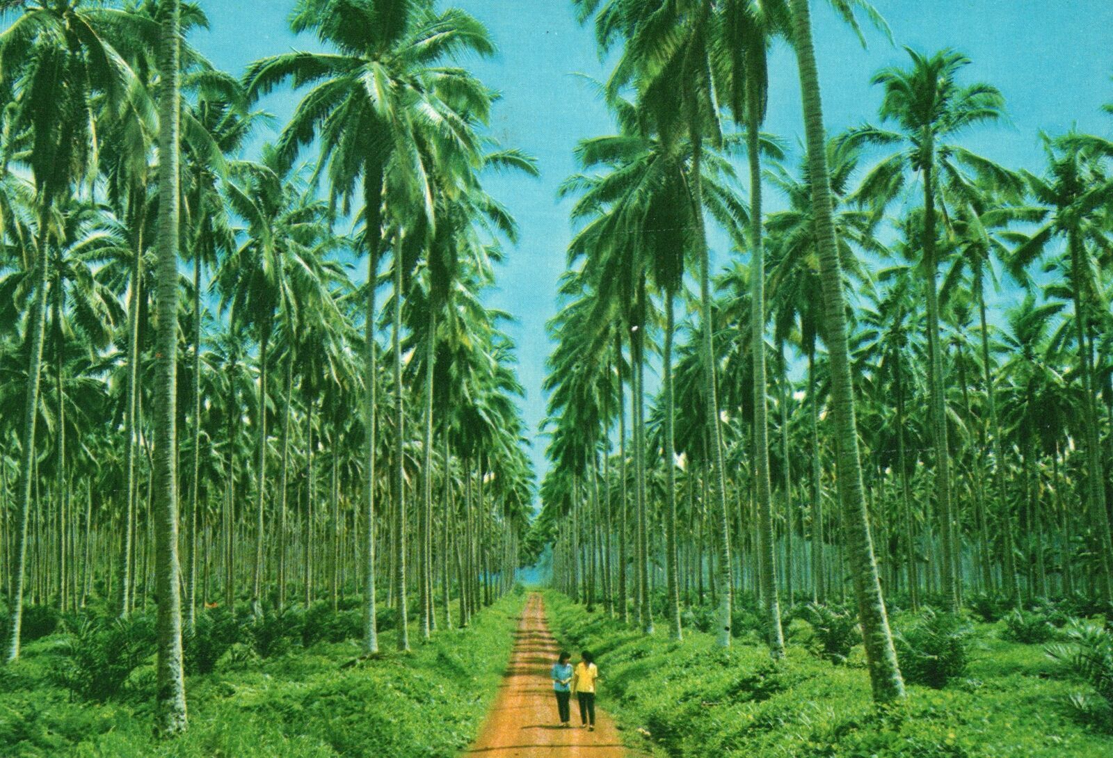 Vintage Postcard Agricultural Coconut Plantation Diverse Crops Basilan ...