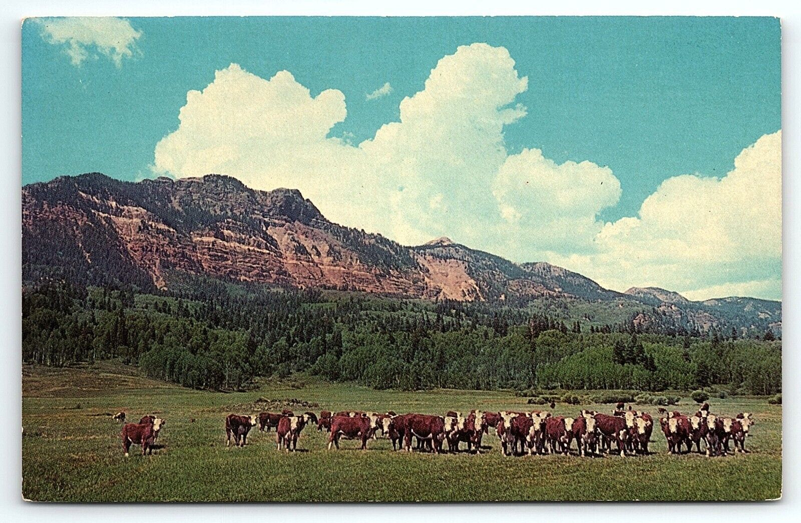 1960s Hereford Beef Cattle of the Great Northwest Montanna Postcard ...