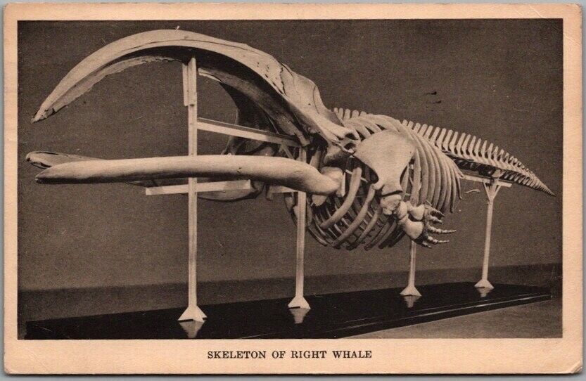 1937 CHICAGO Postcard FIELD MUSEUM OF NATURAL HISTORY "Skeleton of ...