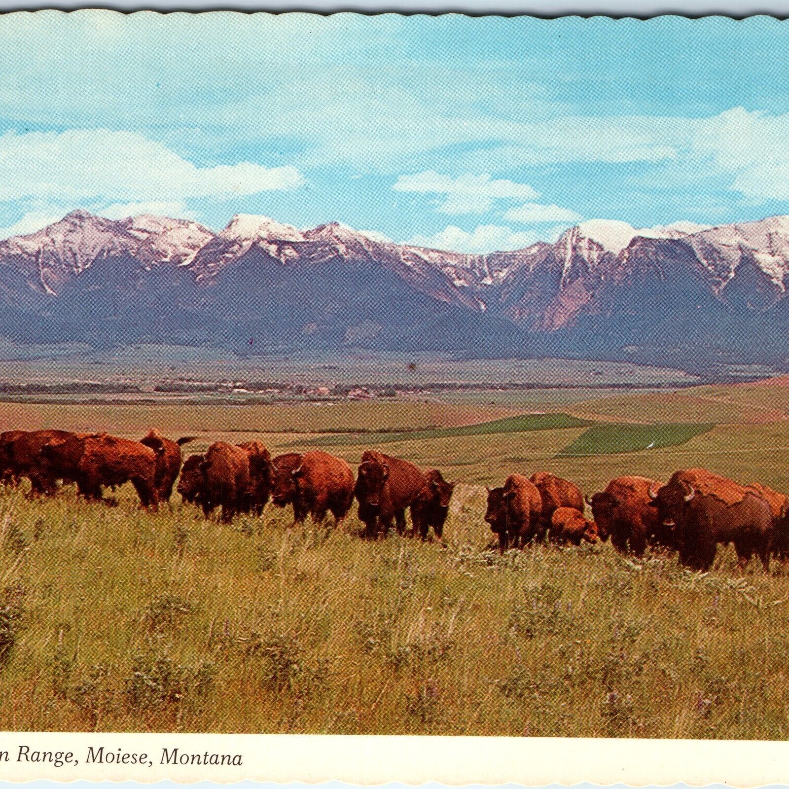 c1960s Moiese, MT President Roosevelt's National Bison Range Buffalo ...
