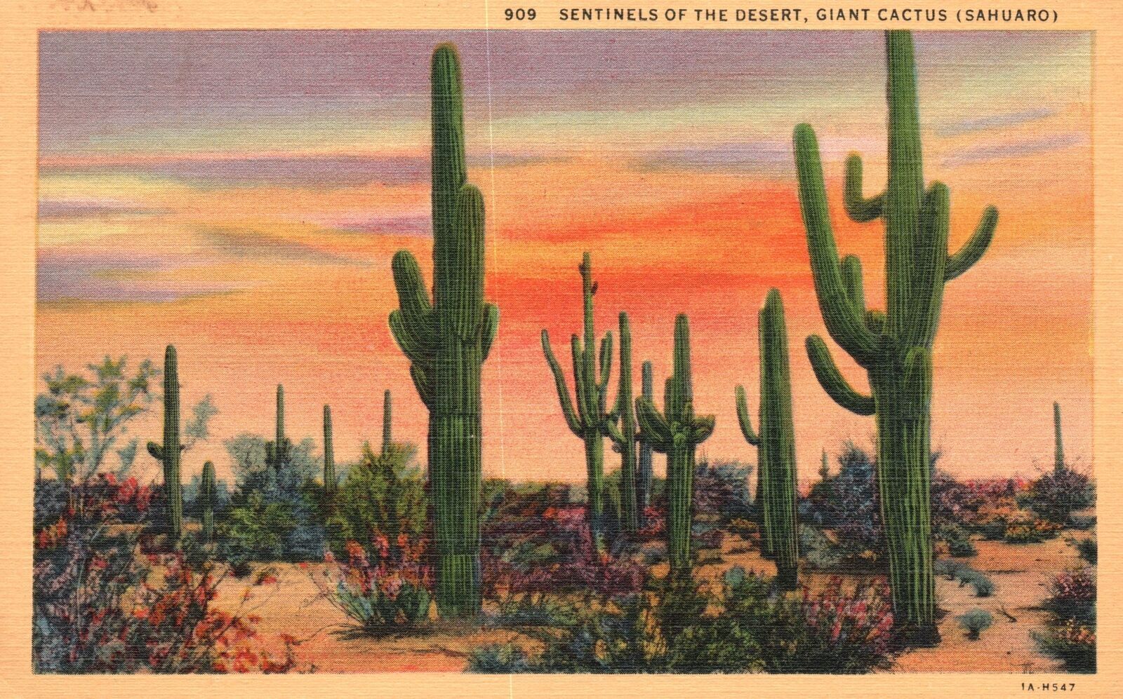 Vintage Postcard Sentinels of the Desert Giant Cactus Sahuaro Plant ...