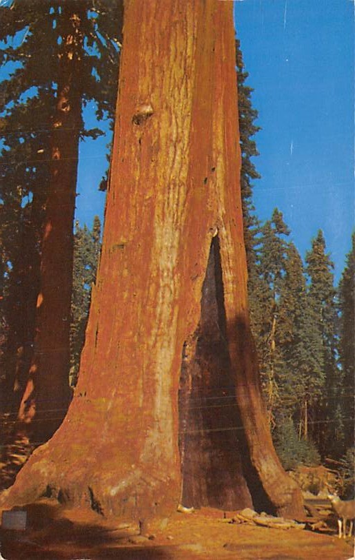 The Sentinel Tree located at "The Village" Sequoia National Park ...