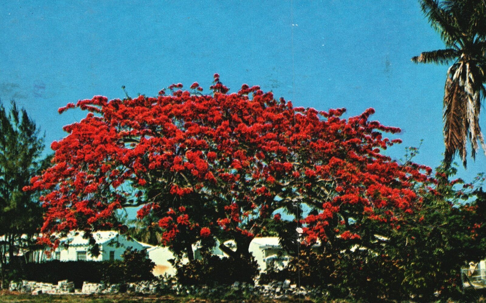 Vintage Postcard Royal Poinciana Tree Native Madagascar Flame Tree ...