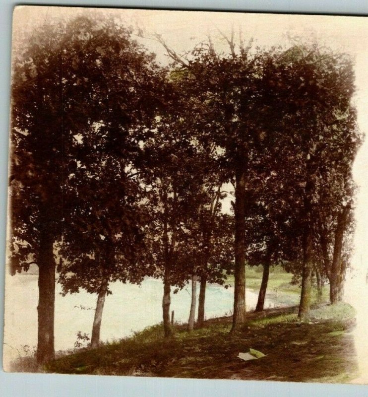 Vintage 1900's Colorized RPPC Postcard - Trees on the Lakefront ...