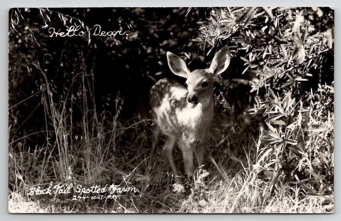 RPPC Black Tail Spotted Fawn Deer Bend Oregon Real Photo Postcard U25 ...