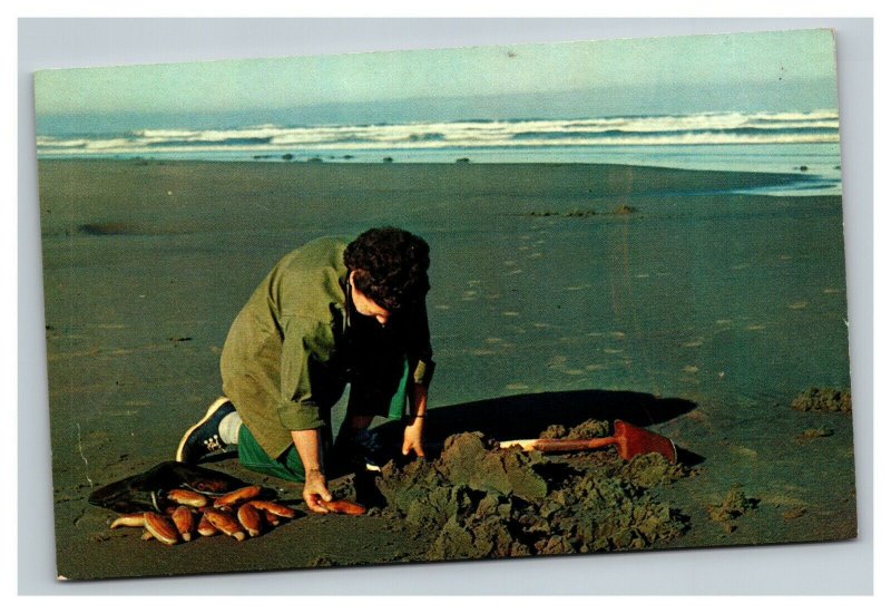 Vintage 1966 Postcard Man Digging for Razor Clams Pacific Northwest ...