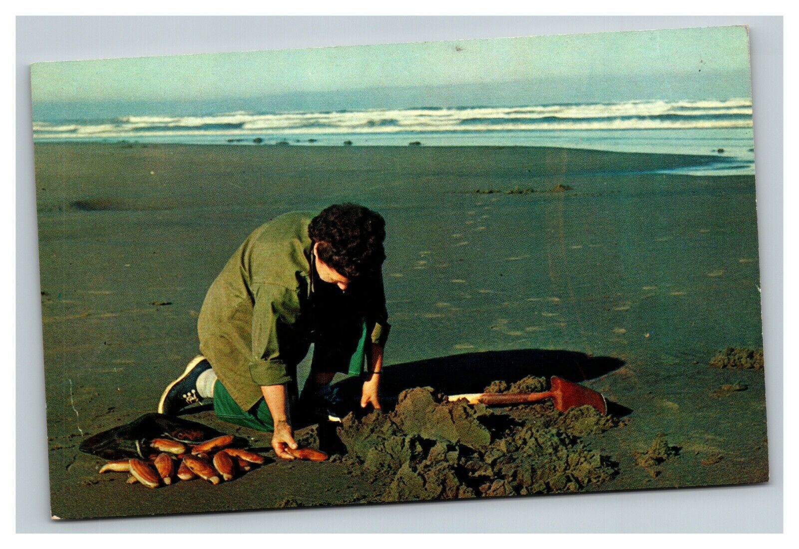 Vintage 1966 Postcard Man Digging for Razor Clams Pacific Northwest ...