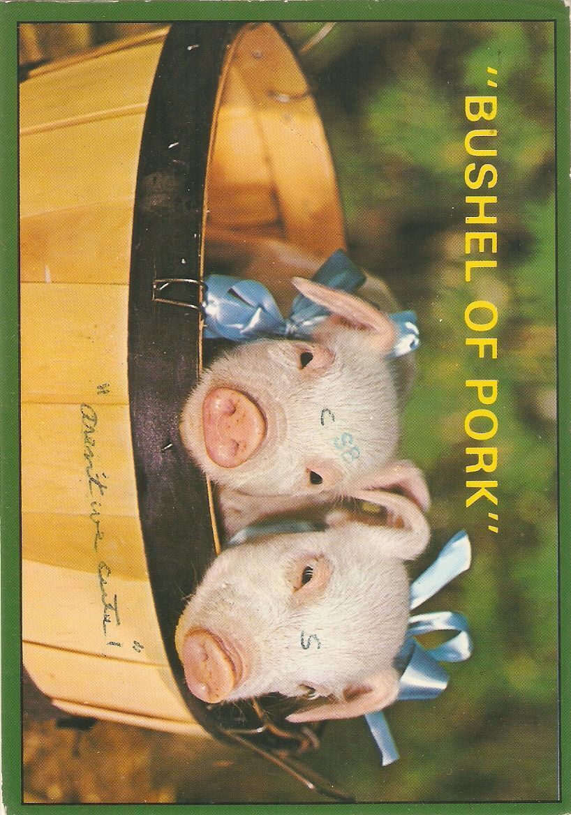 "Pigs. " Modern American repro of old advertising of Bushel of Pork ...
