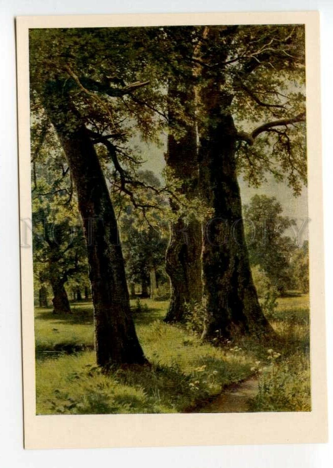 490057 USSR 1958 year artist Shishkin Oak trees circulation 75000 ...