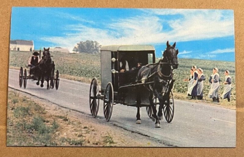 Vintage Unused Postcard - the Amish Family Carriage & Courting Buggy ...