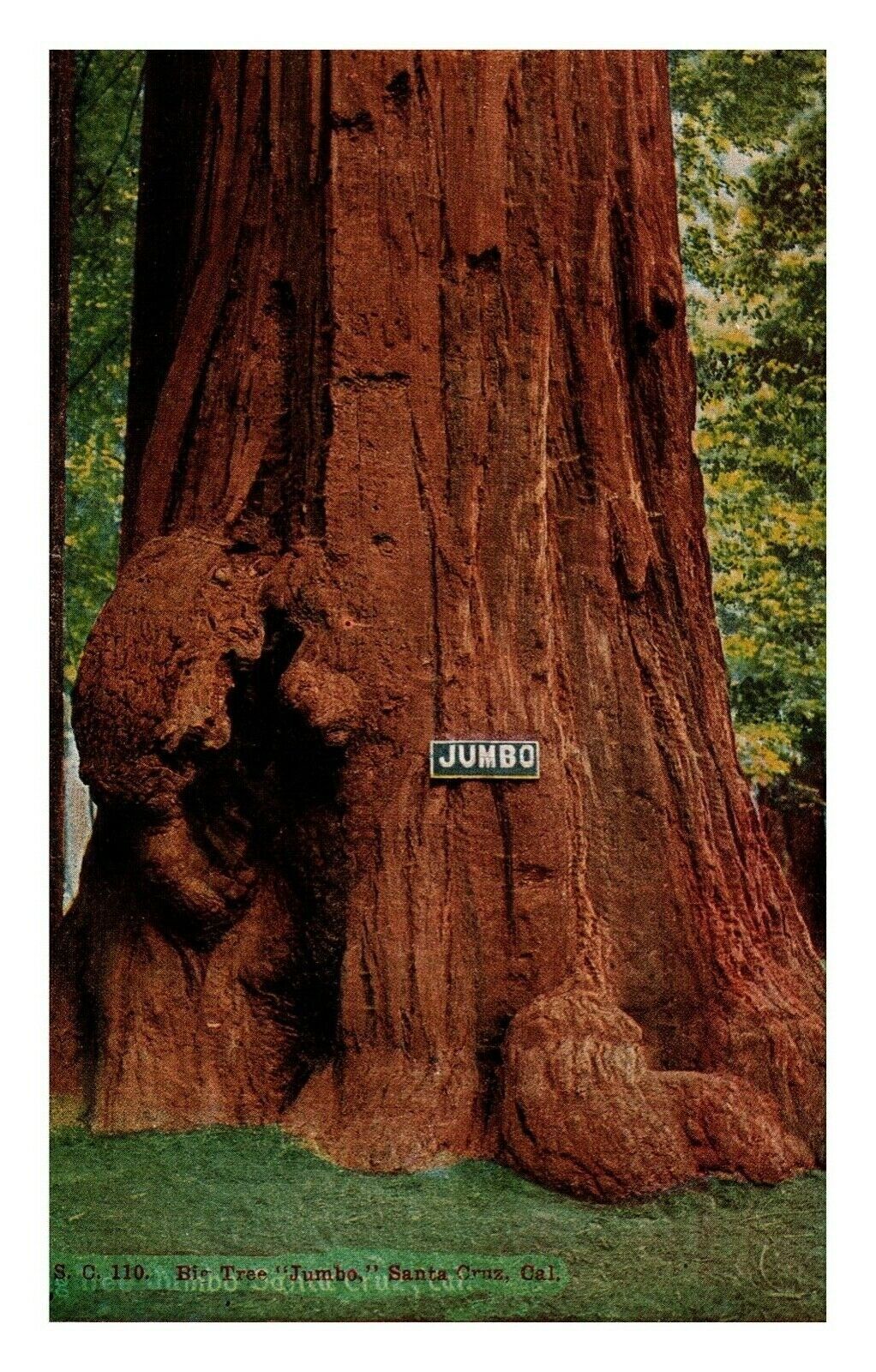 Santa Cruz Big Tree "Jumbo" S. C. 110 California Redwood Vintage ...