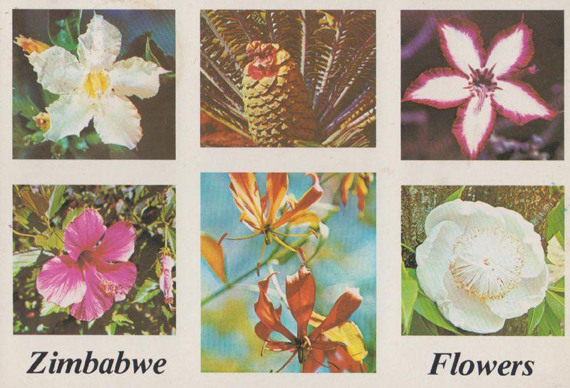 Zimbabwe Flowers White Sabi Star Cycad Hibiscus South African Postcard ...