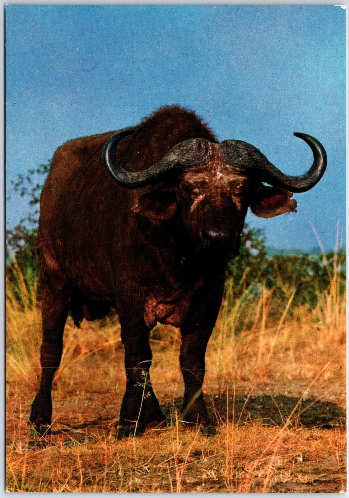 Vintage Continental Sized Postcard East African Buffalo Mailed From ...