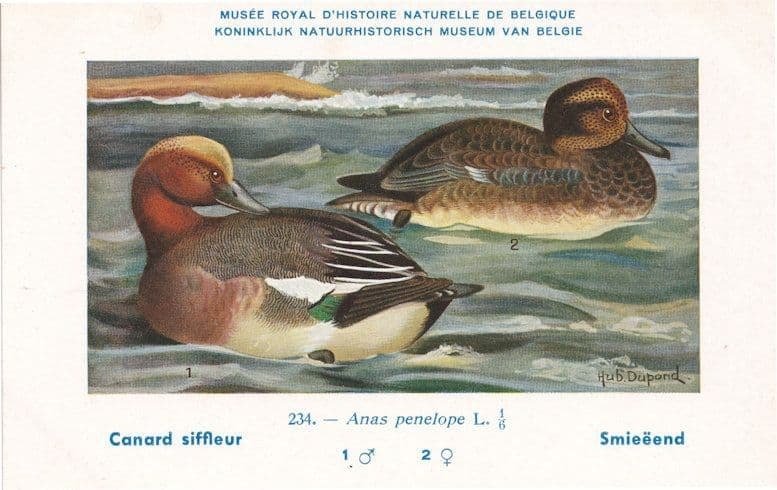 Eurasian Wigeon Anas Penelope WW2 Bird Vintage Rare Postcard | Topics ...