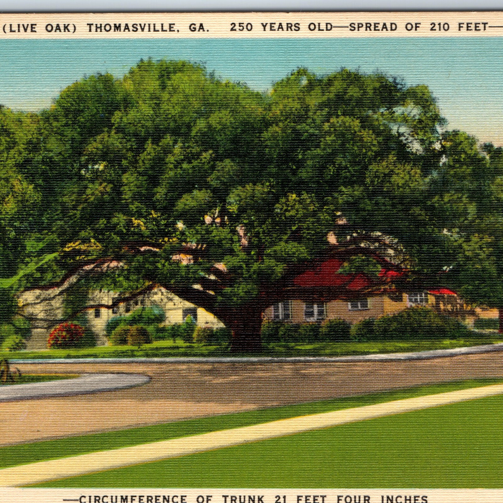 c1940s Thomasville GA Big 250 Years Old Live Oak Tree "The Big Oak" 21 ...