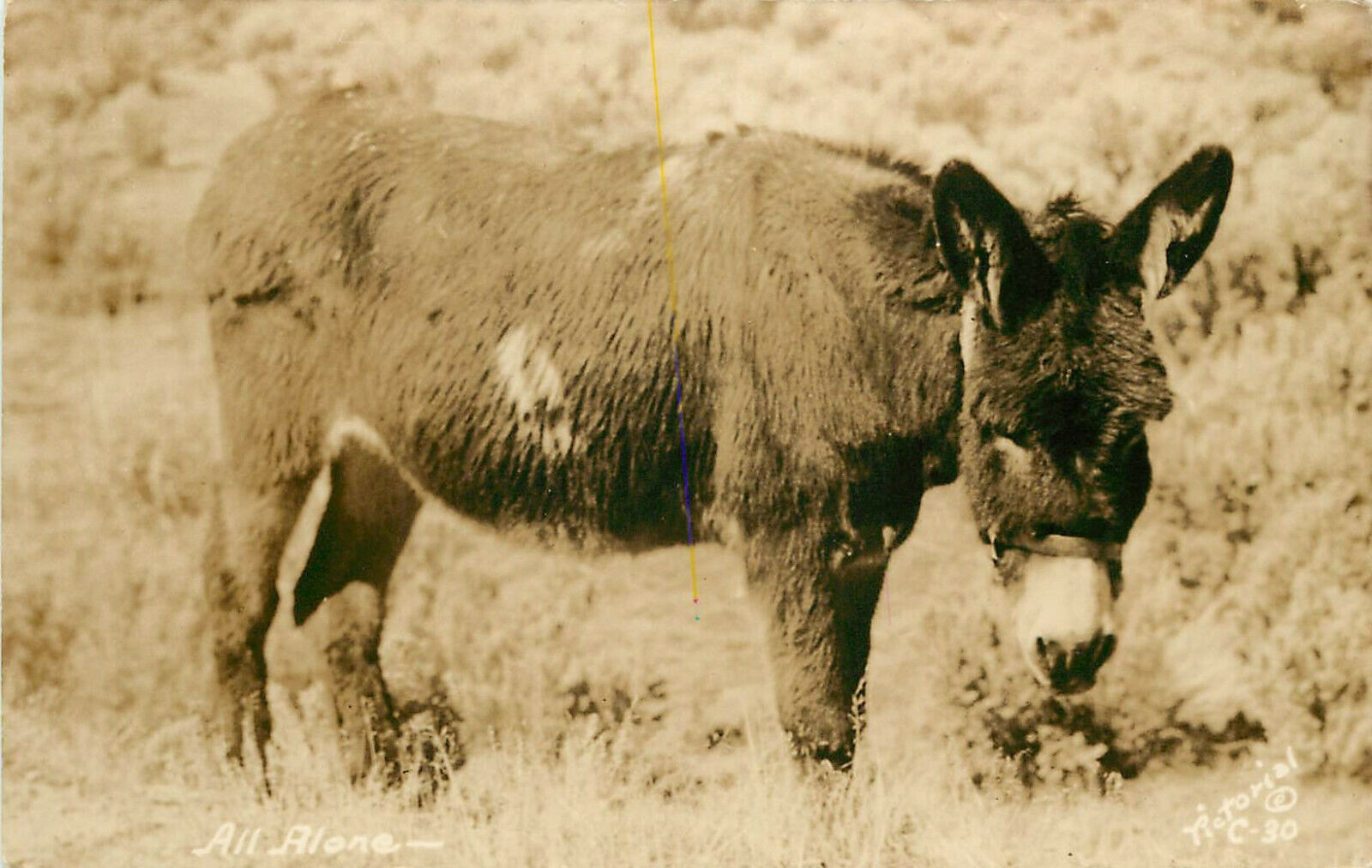 RPPC Postcard Fat Shaggy Donkey Burro All Alone Pictorial C 80 | Topics ...