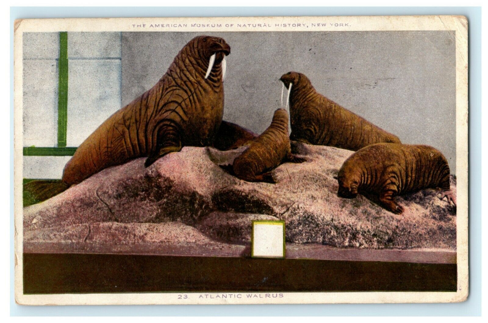 Atlantic Walrus American Museum Natural History New York 1916 Vintage ...