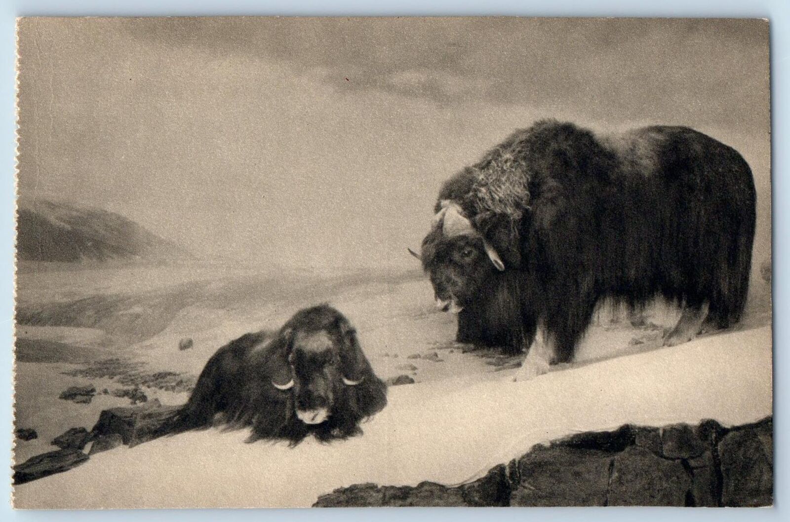 c1950 Musk Ox American Museum Of Natural History New York City New York ...