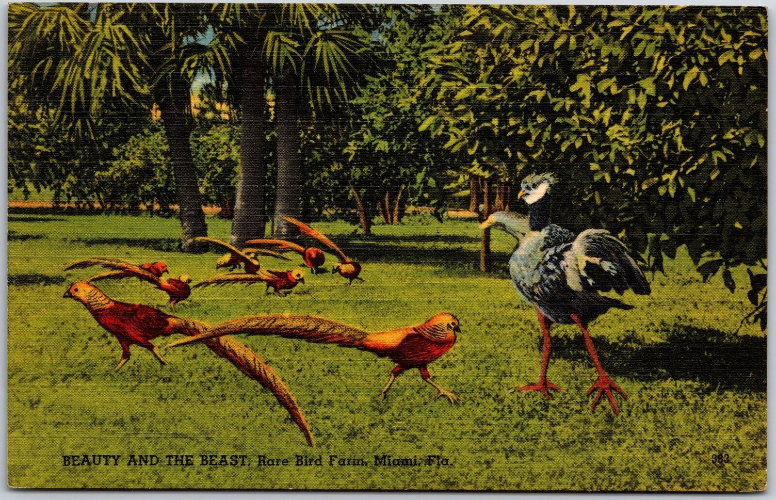 Miami Florida FL, Beauty and the Beast, Rare Bird Farm, Animal, Vintage ...
