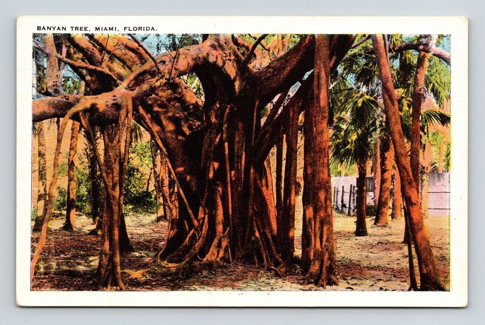 Miami Florida Banyan Tree Scenic Tropical Foliage Front View WB ...