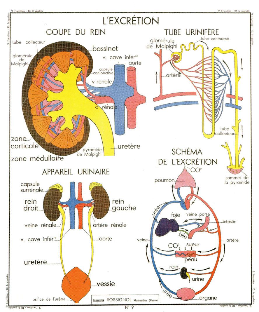 Excretory System Urine Urination Defecation School Wall Chart Postcard ...