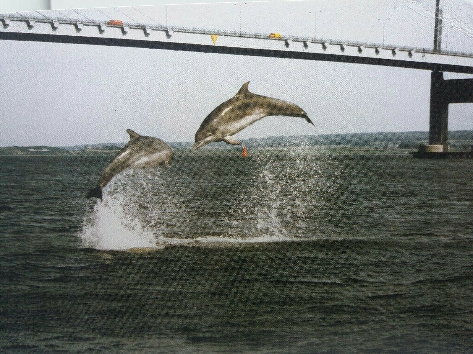 Postcard Bottlenose Dolphins Leaping from the Water at Kessock Bridge ...