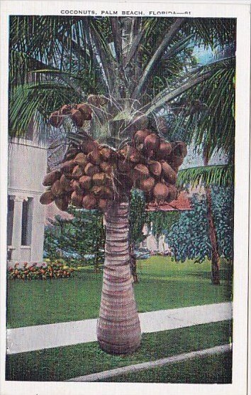 Florida Palm Beach Coconuts | United States - Florida - Palm Beach ...