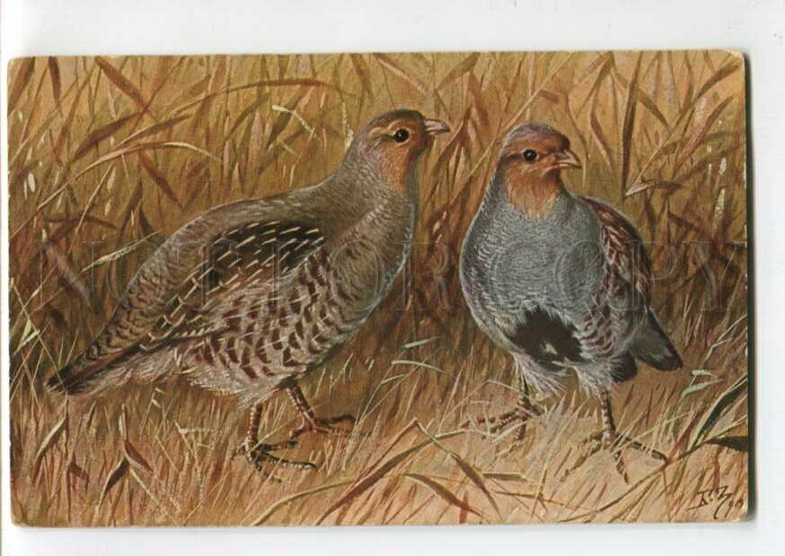 3117133 Grey Partridge by BZ ZVORIKIN vintage Russian PC | Topics ...