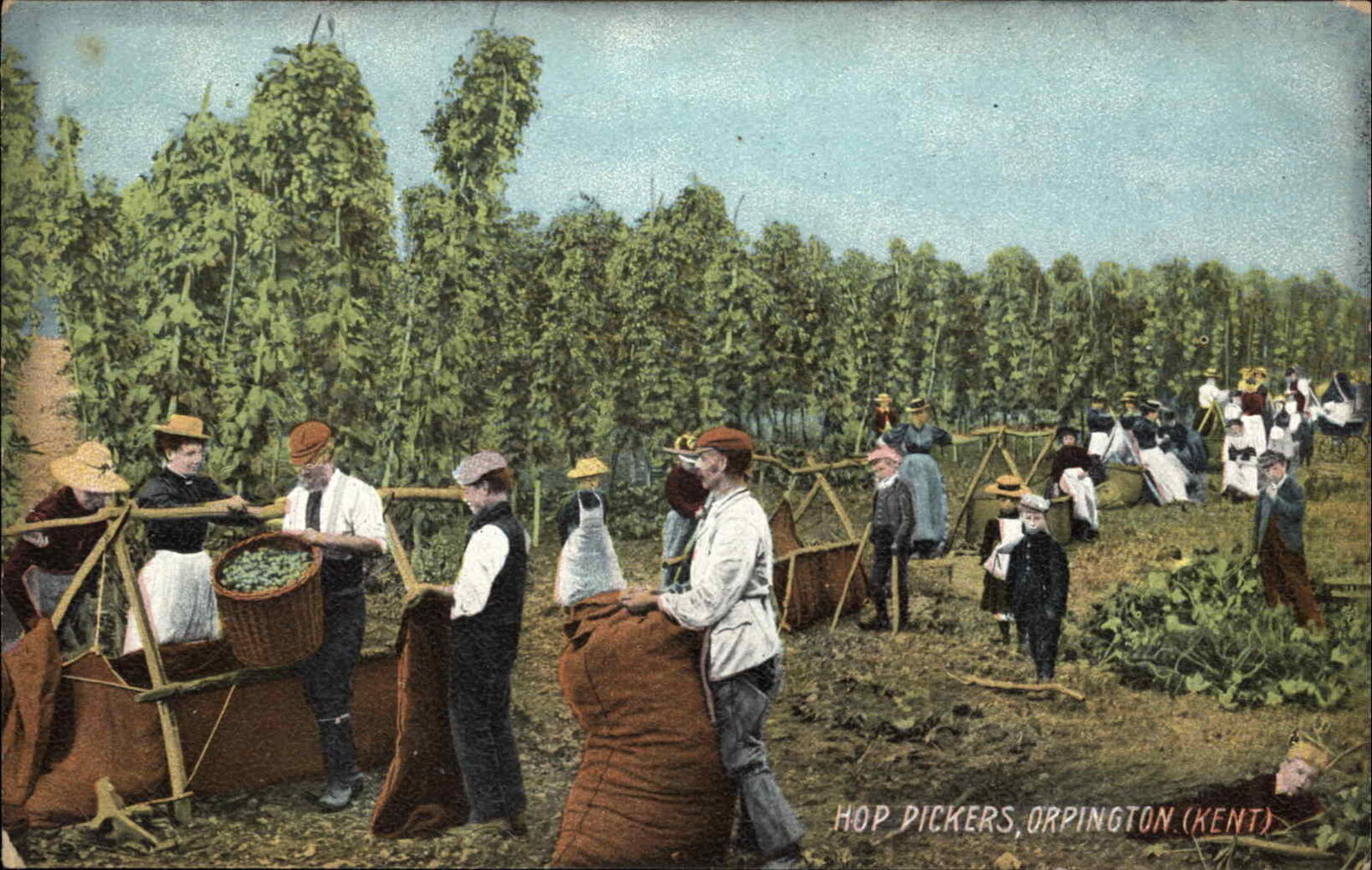 Orpington Kent Hop Pickers Farmers Hops c1910 Vintage Postcard | Europe ...
