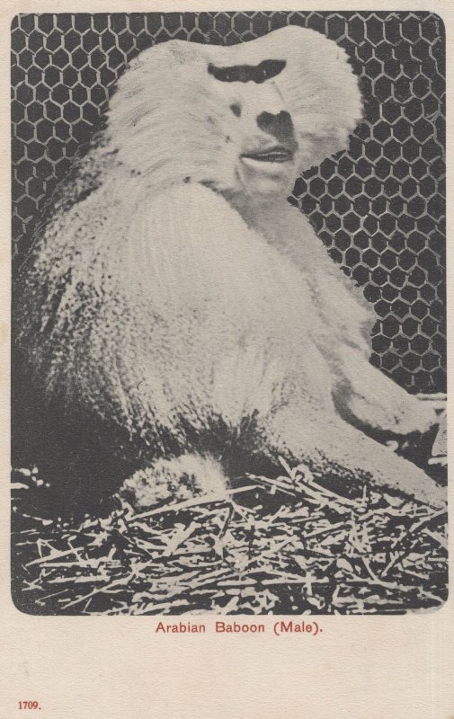Arabian Arabic Baboon Male Species Antique Postcard | Topics - Animals ...