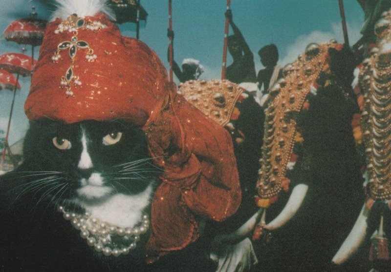 Maharajah Of Katpur Indian Jewellery Fancy Dress Cat Cats Postcard ...