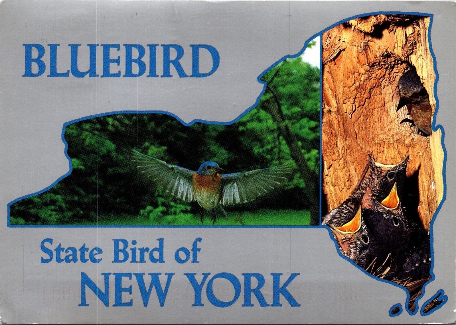 State Eastern Bluebird New York Nature Sialia Sialis Chrome Postcard ...