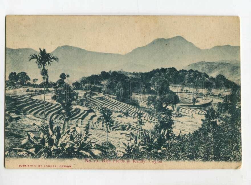 3106174 Rice Fields in Kandy Ceylon Vintage PC | Other / Unsorted ...
