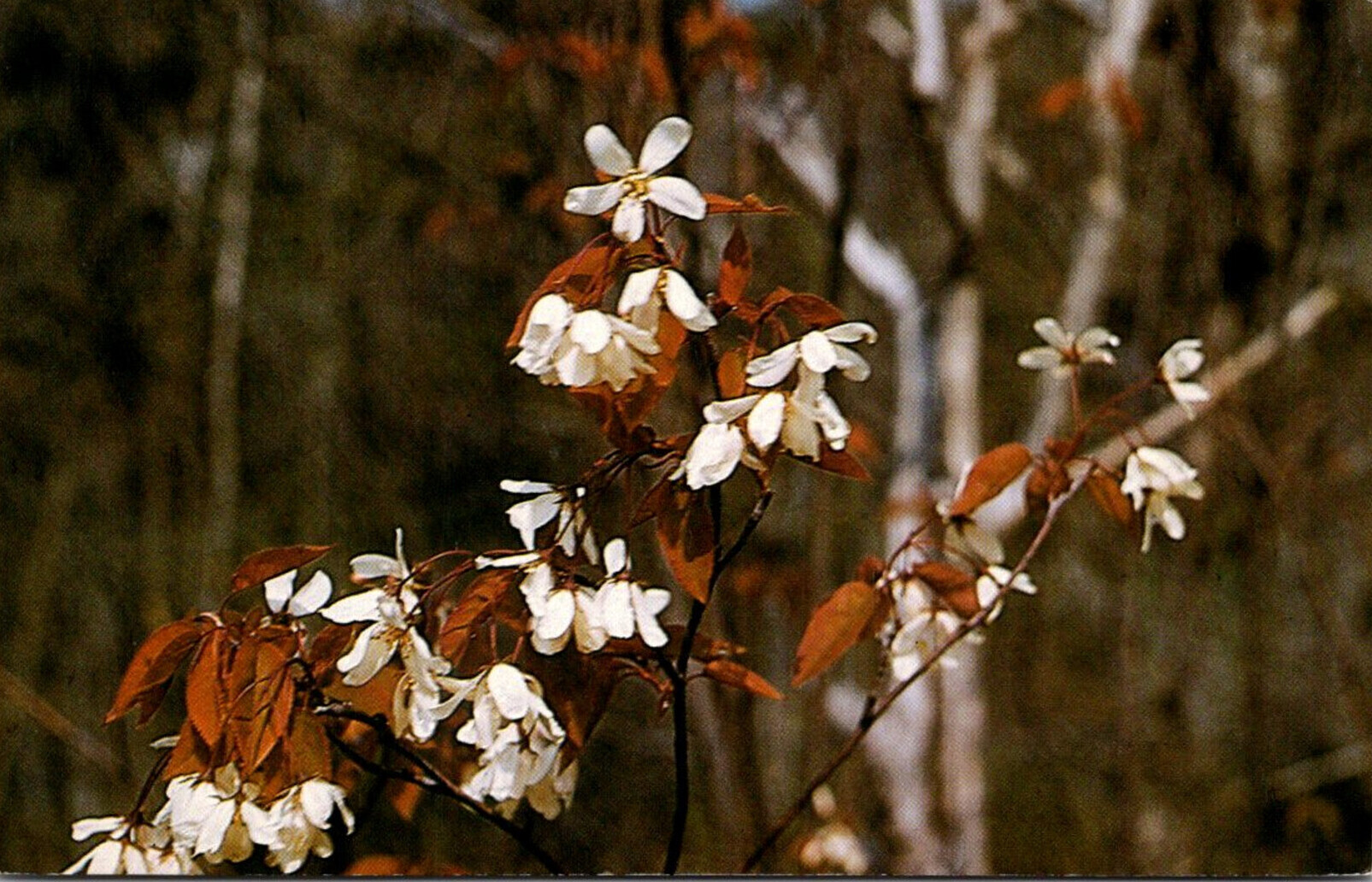 Maine Acadia National Park Shadbush In Wild Gardens | United States ...