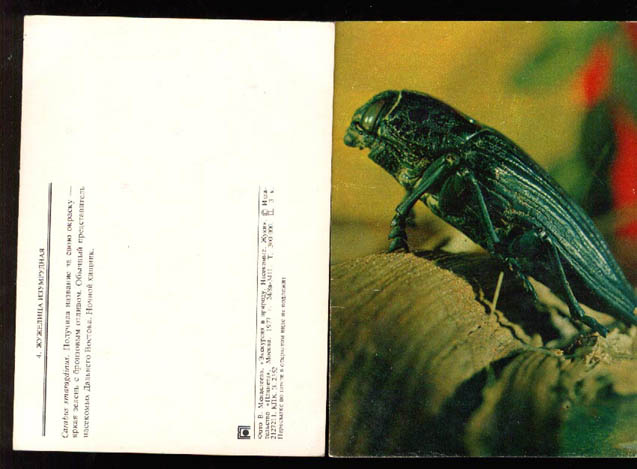 012645 Different BUGS Beetle Set of 25 russian photo cards | Topics ...