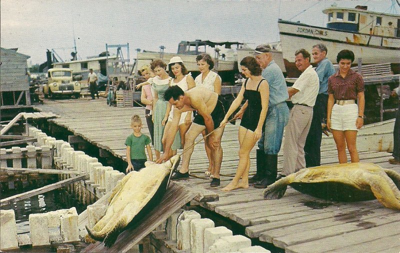 Key West FL, Beautiful Woman at Turtle Crawl, Swimsuit, Sea Turtle ...