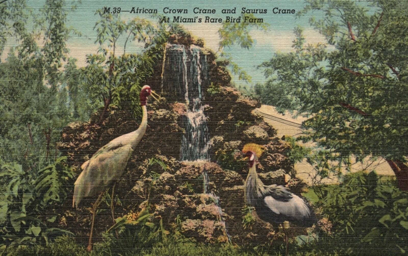 Vintage Postcard 1952 African Crow Crane & Saurus Crane Rare Bird Farm ...