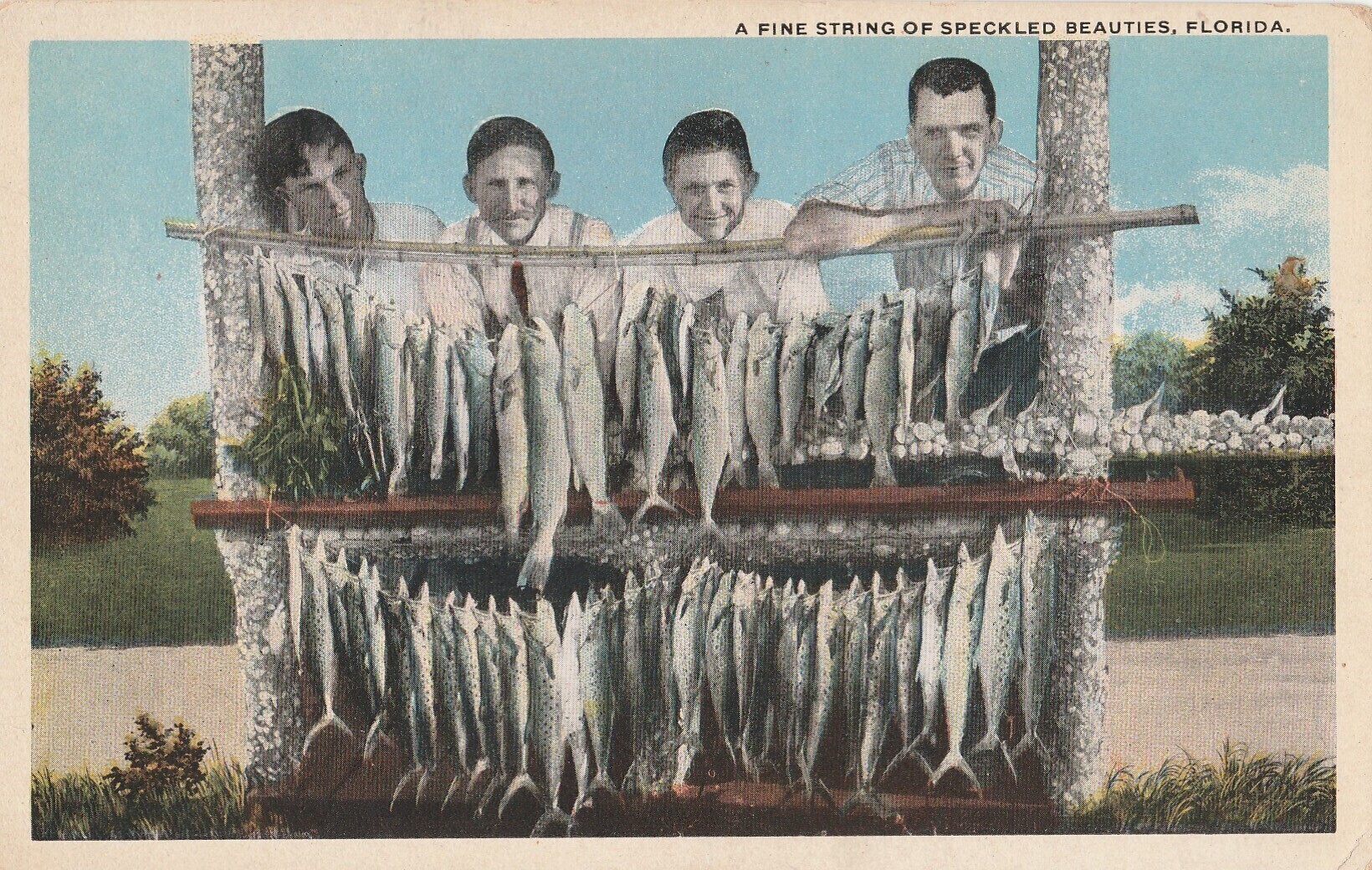 Vintage a Fine String of Speckled Trout Florida - Fishing Huge String ...