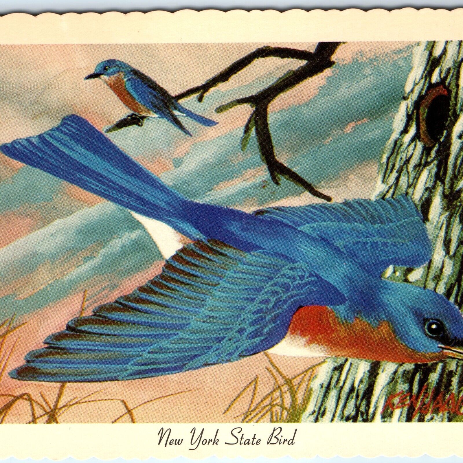 1967 NY New York Blue Bird Bluebird Sialia sialis Ken Hagg Painting Art ...