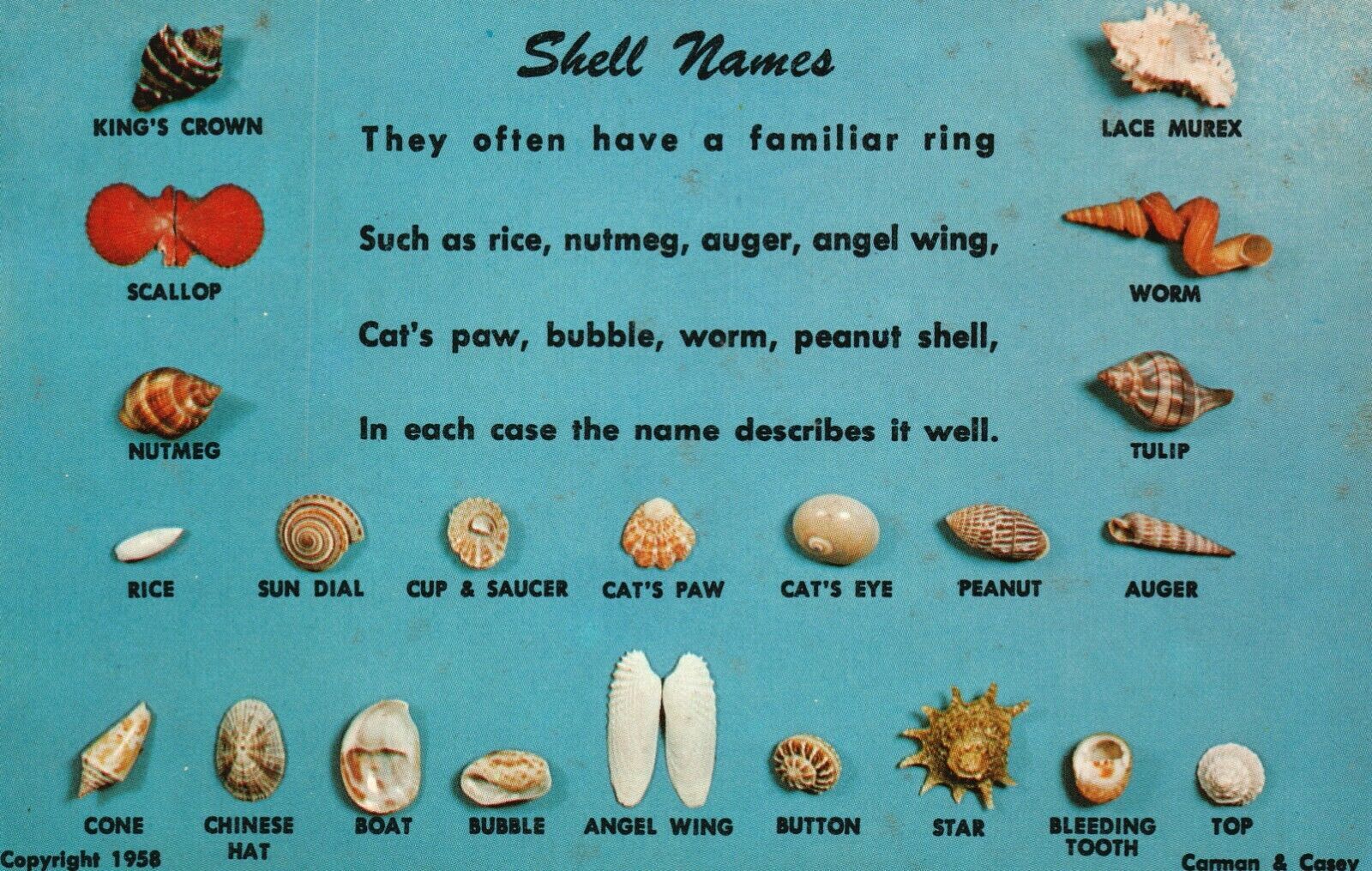 Vintage Postcard Sea Shells Names Angel Wing Cat's Paw Worm Peanut ...
