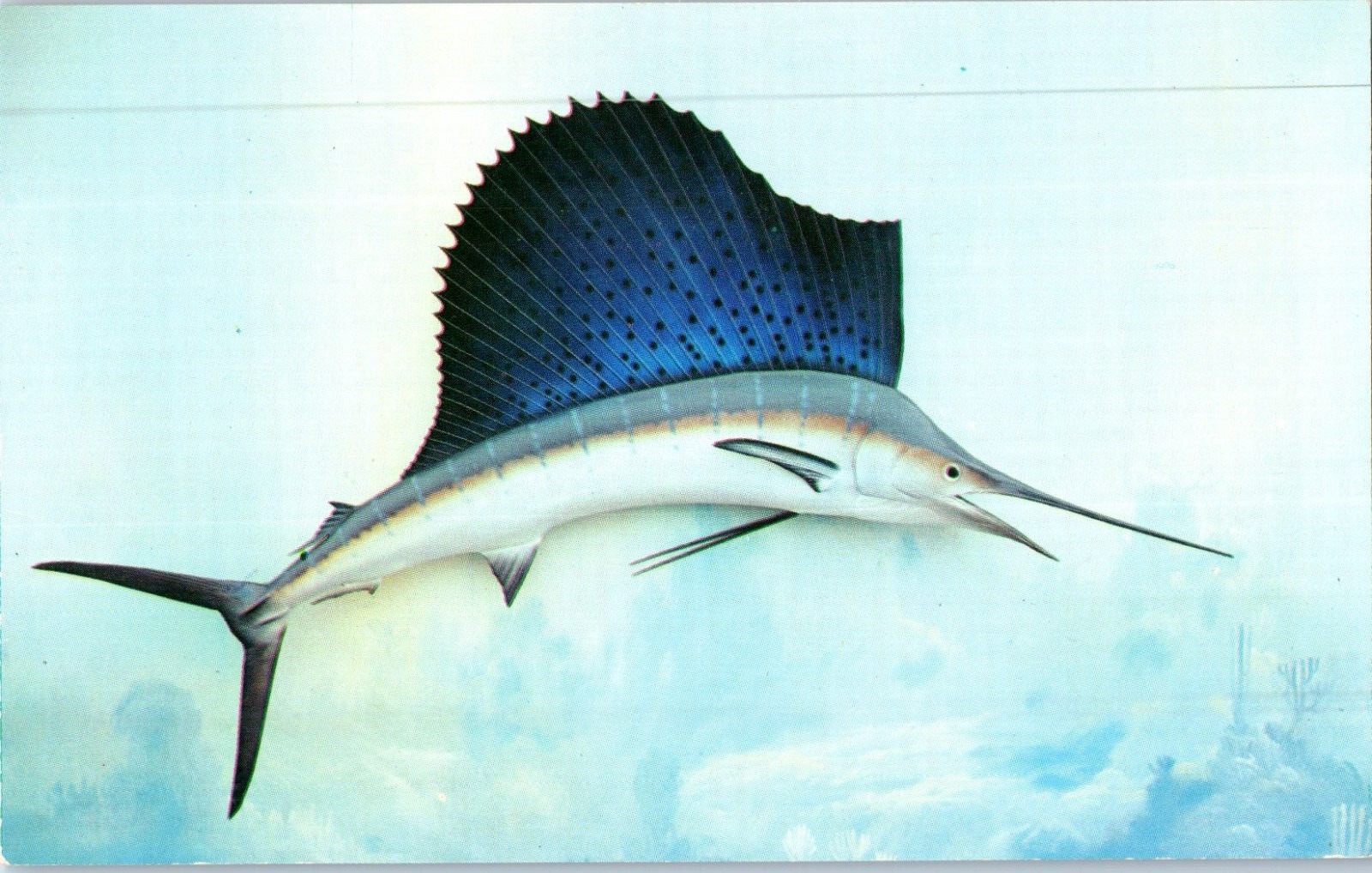 Sailfish The Greatest Sport Fish in Mazatlan Fish Postcard | Other ...