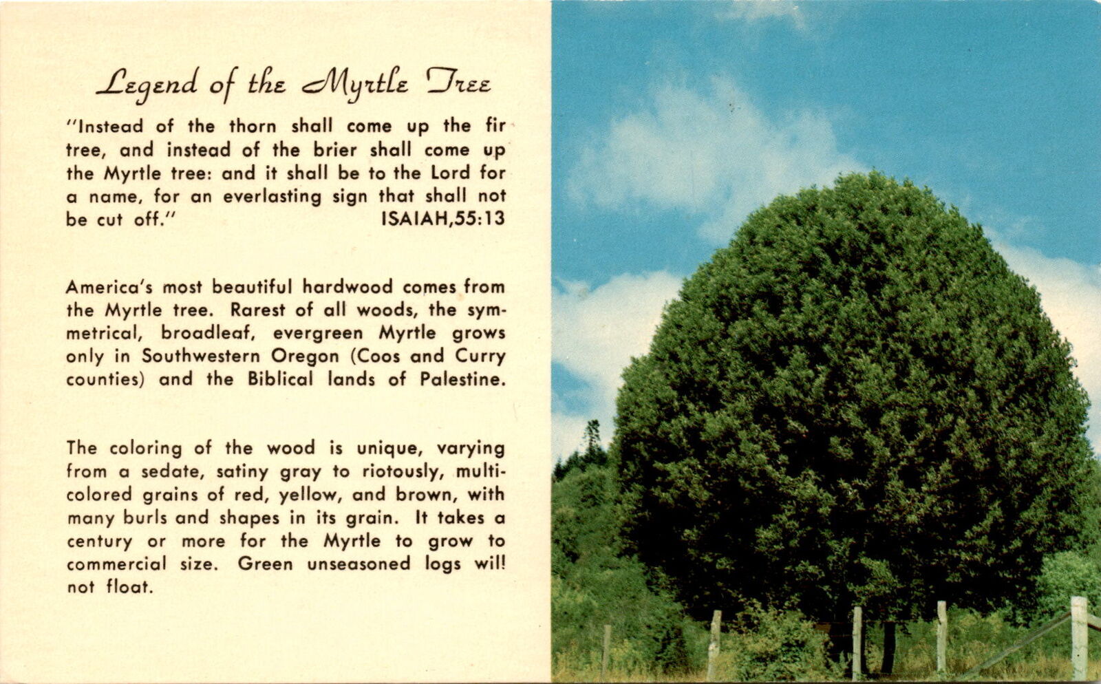 Rare myrtle tree wood postcard with biblical significance, unique ...