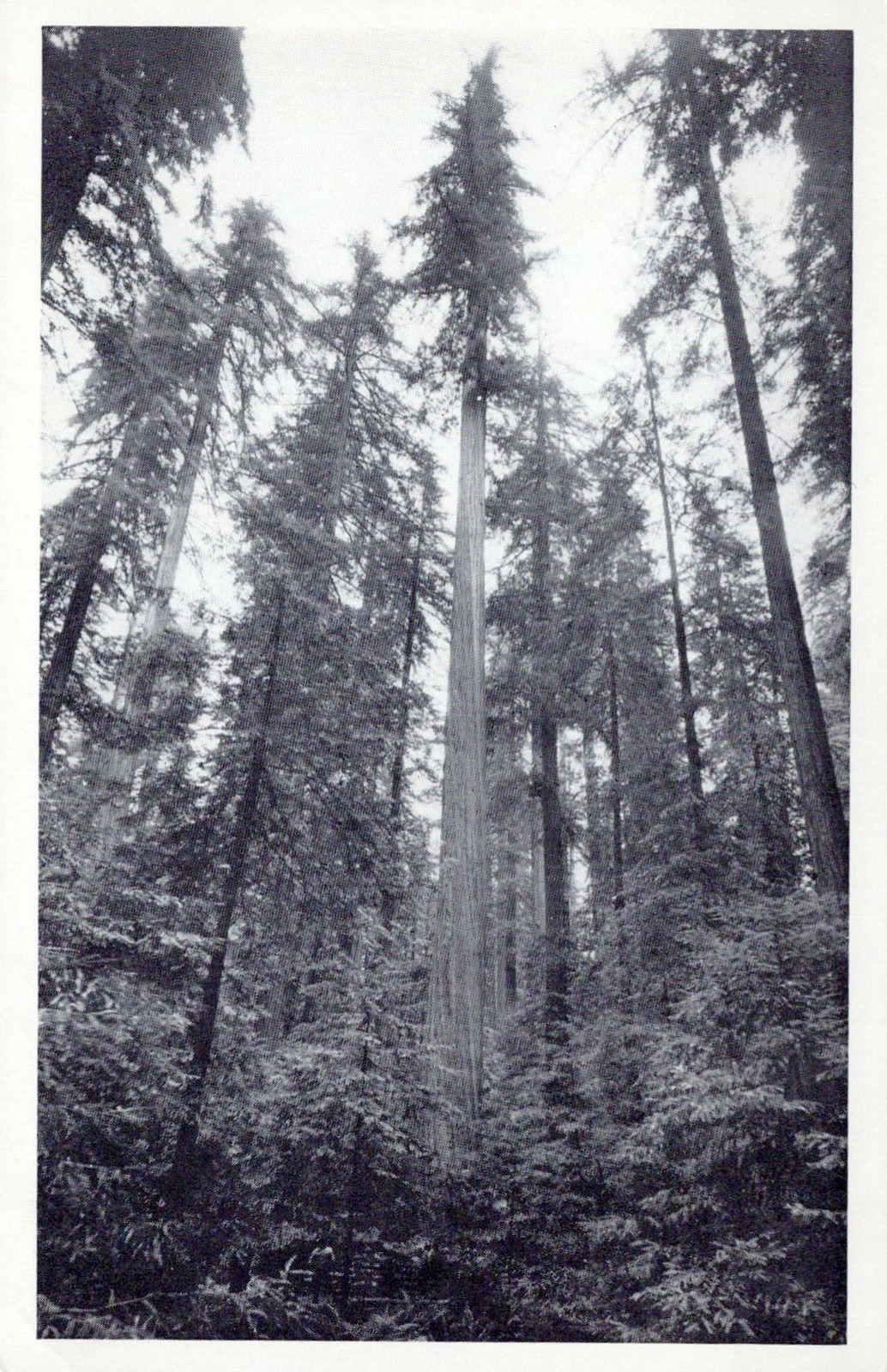 Vintage Postcard World's Tallest Tree "Founders Tree" Redwood Forest ...